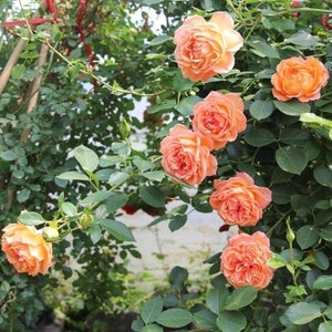 Rose Honey Carame. 焦糖蜂蜜 Climbing Rose. Classic French Rose. Continue ...