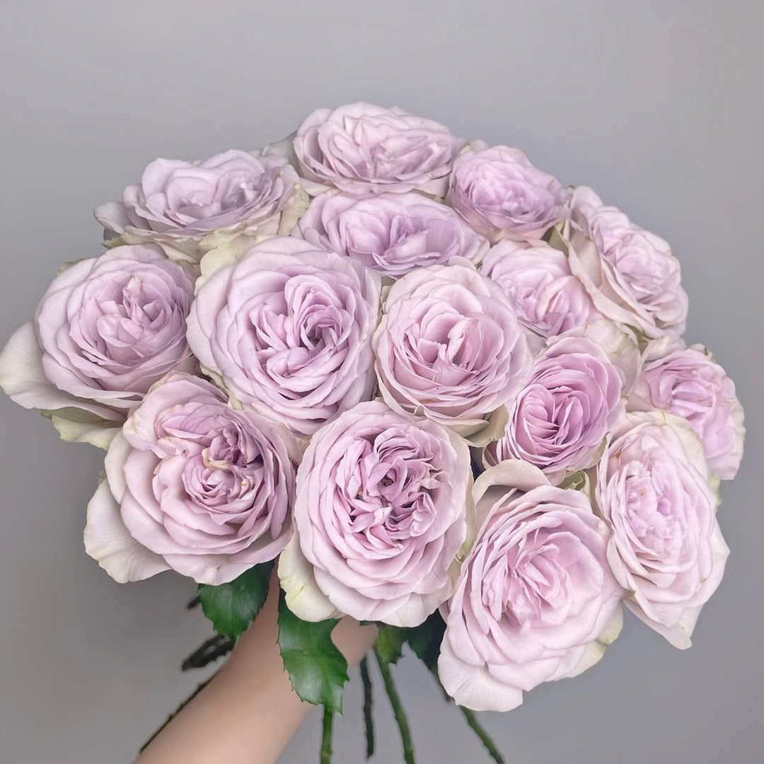 Rose Notre Dame 巴黎圣母院 - Etsy