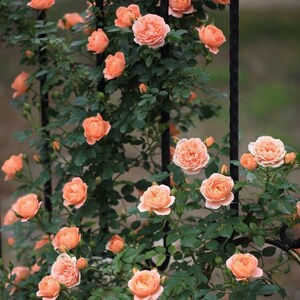 Sweet Dream 甜梦 Climbing Rose. Repeat Blooming. - Etsy