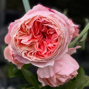 Princess Sakura. 樱花公主 Japanese Rose.continue Blooming. Disease ...