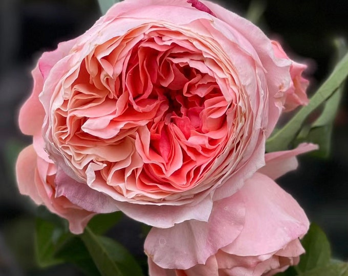 Princess Sakura. 樱花公主 Japanese Rose.continue Blooming. Disease ...