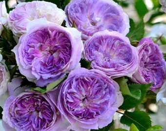 Blue Moon Stone | 蓝月石 | Rare Japanese Rose | Own Root | Continue ...