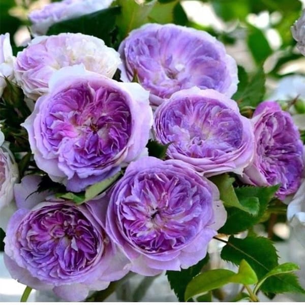 Japanese Rose Blue Stone - Etsy