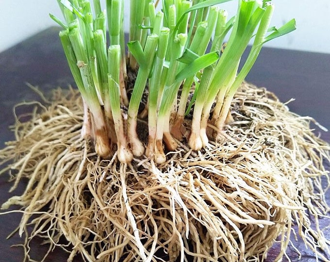Garlic Chives Bare Root. Chinesechives. Free Shipping. 50 Roots. - Etsy