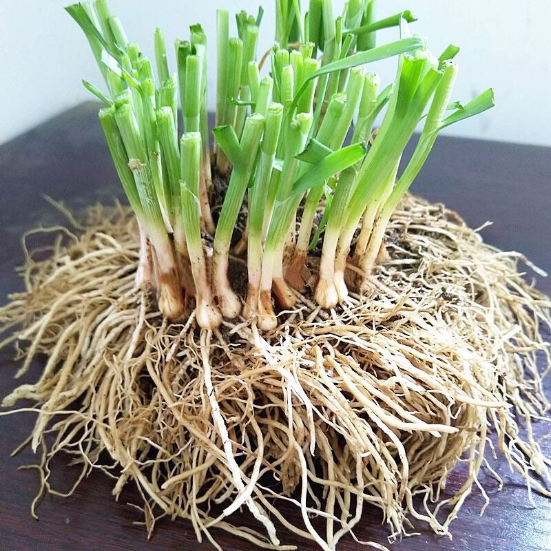 Garlic Chives Roots