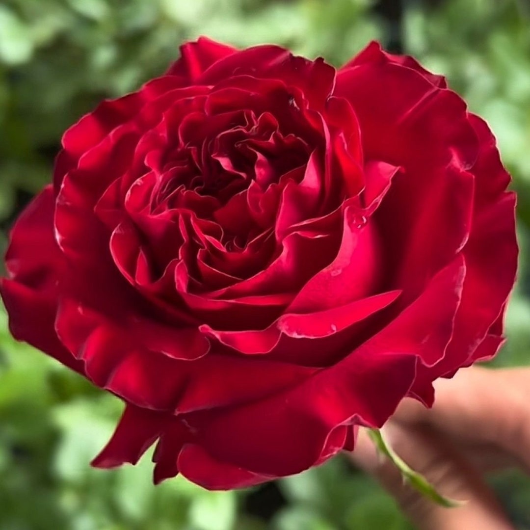 Mayra 's Rose Red 红梅拉 Cut Rose Continue Blooming - Etsy