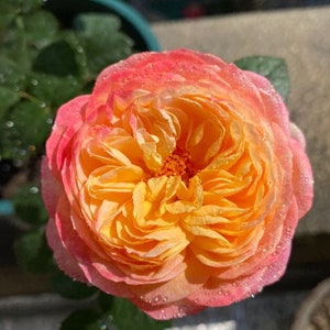 Rosomane Janon. 罗曼尼 詹森. Fragrance. Continue Blooming. France Rose. - Etsy