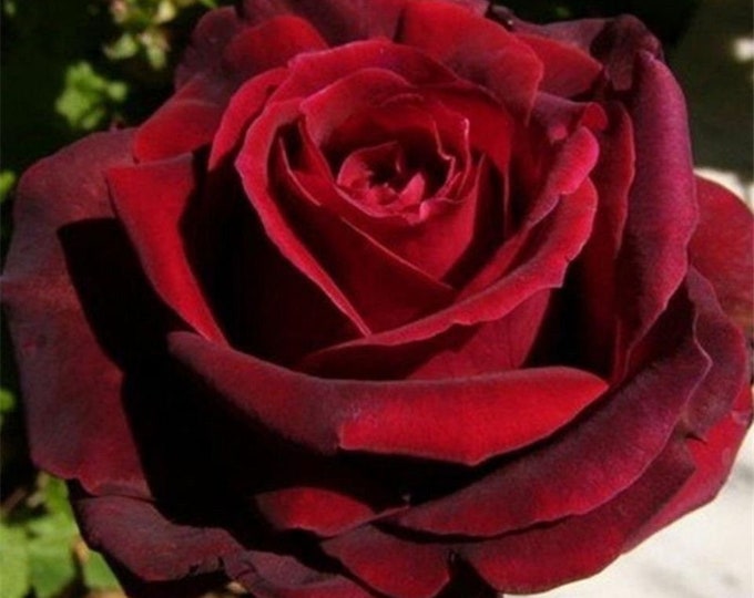 Rose Plant Black Magic. 黑魔术. Cut Rose. - Etsy