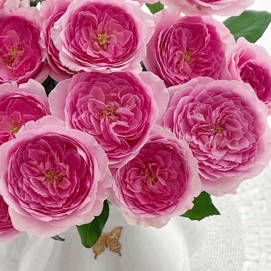 Chinese Rose 纨扇 Wanshan. Lovely Fruit Fragrance. Continue Blooming ...