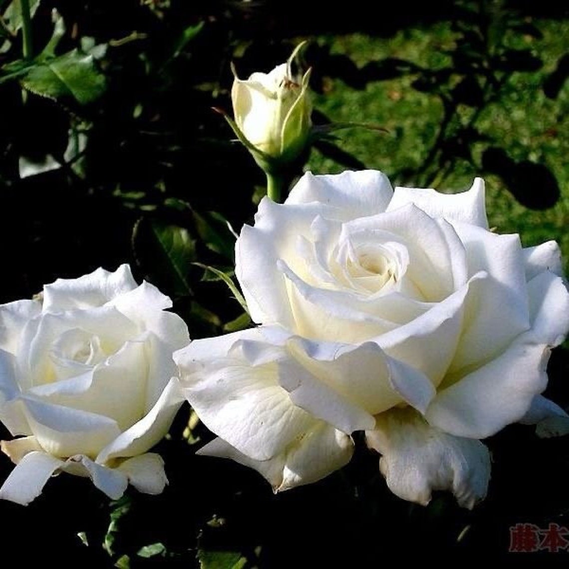 Rose Pope John Paul Ii，保罗二世jacsegra. Continue Blooming. Super Fragrance ...