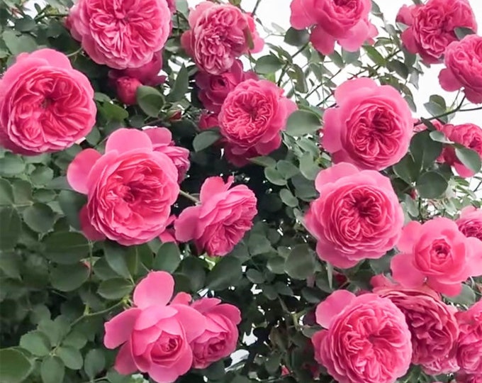 Leonardo Da Vinci Rose 粉色达芬奇 Live Plant. Heat Resistance Climbing Rose ...