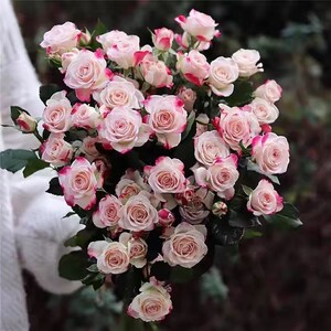 Dutch Cut Rose Reflex 折射泡泡 Continue Blooming - Etsy