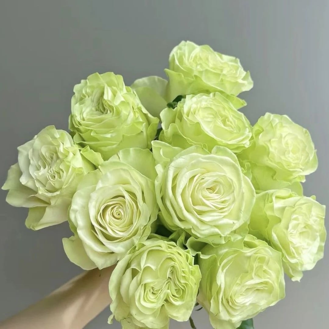 Jutta 小乔 Cut Rose . Dutch Cut Rose. - Etsy