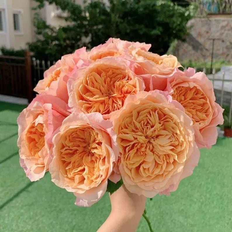 Rose Victoria's Secret. 维多利亚的秘密 - Etsy