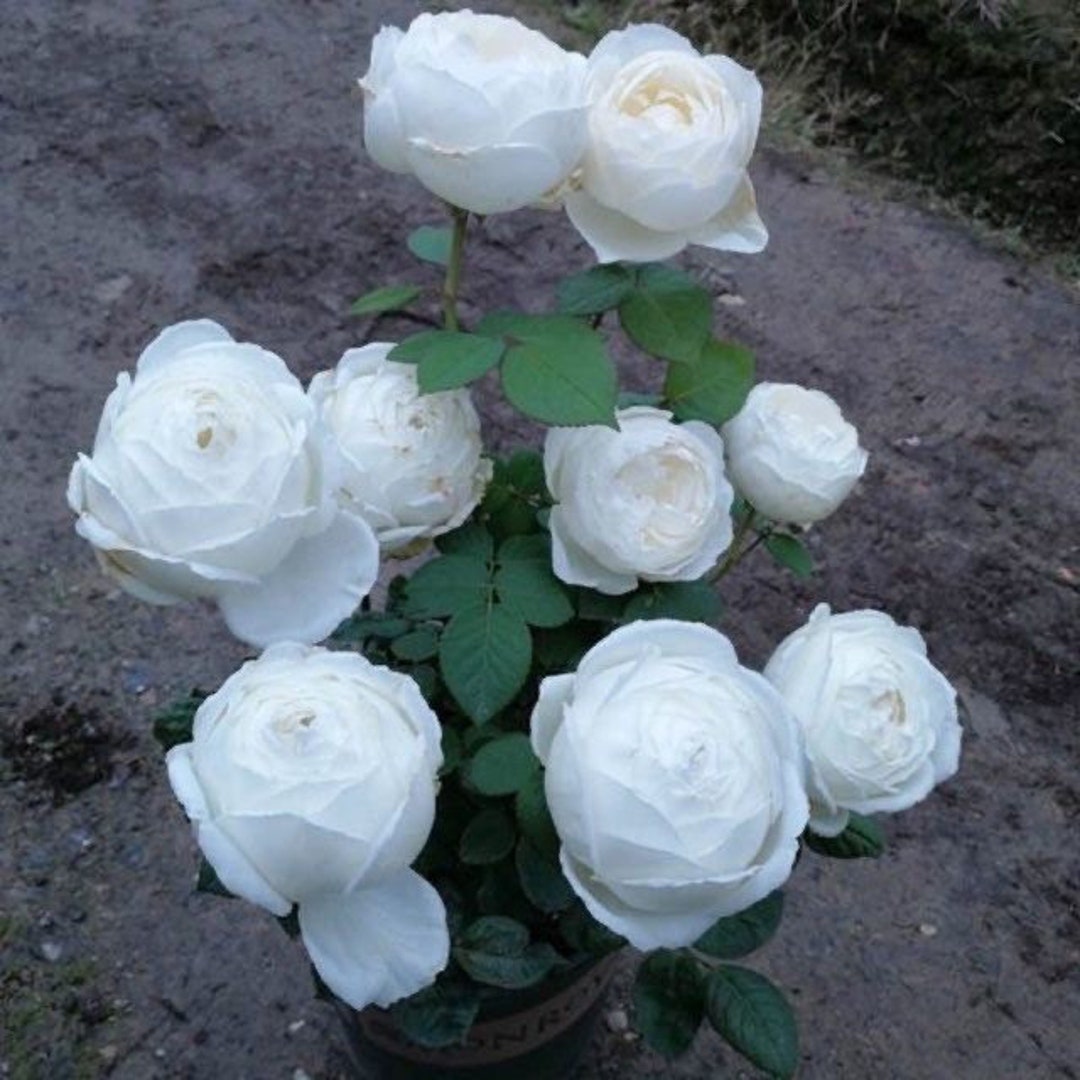 Roads of Wedding. 婚礼之路 Yves Rose. Pure White. Beautiful Cut Rose ...