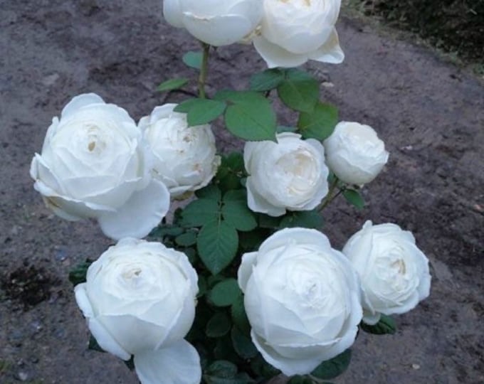 Regal Radiance Queen Elizabeth Pink Rose Seeds Grace Your Garden With ...