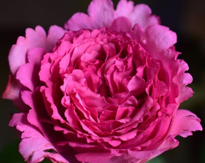 Rose Yves Piaget. 伊芙伯爵 Strong Fragrance. Repeat Blooming. - Etsy