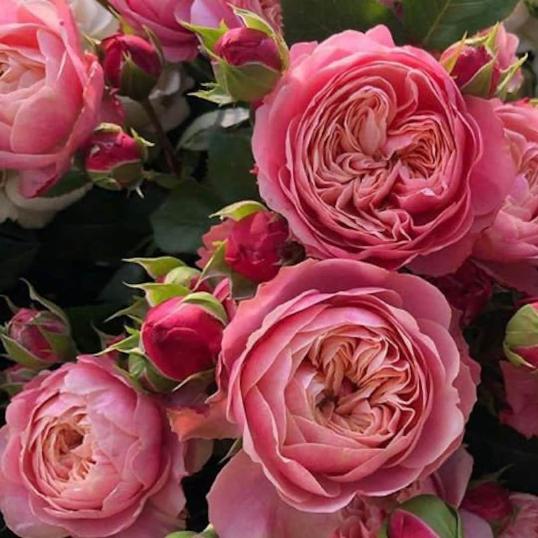 Rose Victoria Classic 维多利亚经典 - Etsy