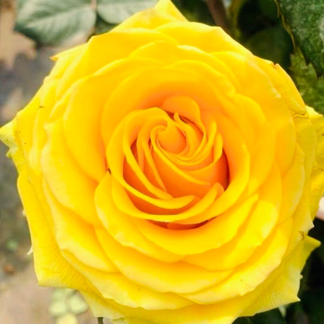 Cut Rose Butter. 黄油 Continue Blooming. - Etsy
