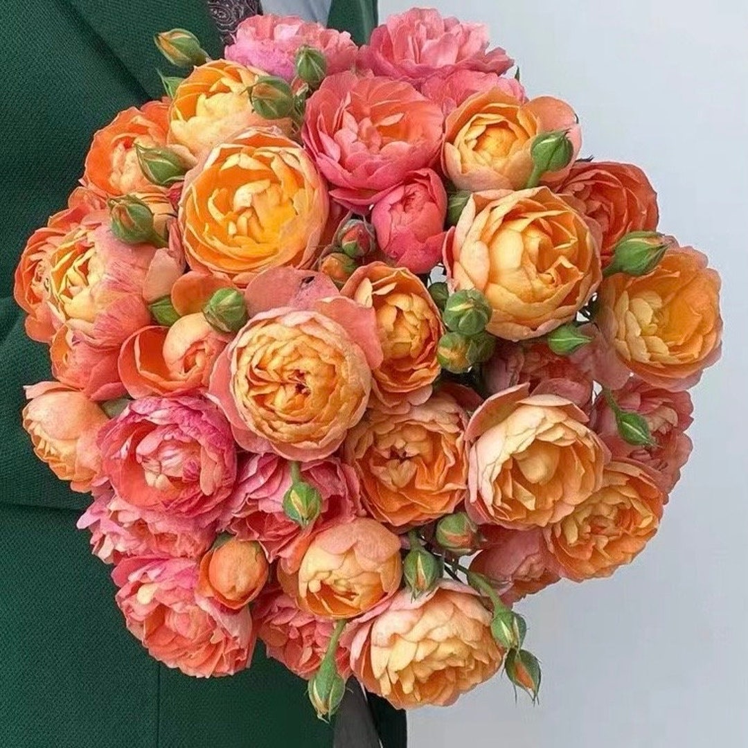 Rose Plant 'huanle Song' Juicy Terrazza. 欢乐颂果汁 Flower Machine. Repeat ...