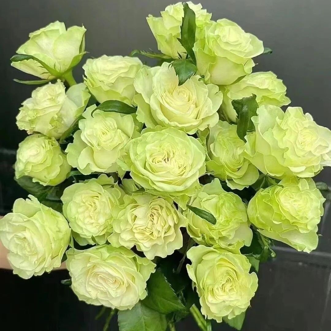 Jutta 小乔 Cut Rose . Dutch Cut Rose. - Etsy
