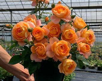 Juicy Terrazza Rose Live Plant Netherland Rose Own Root Bushes in 1 ...