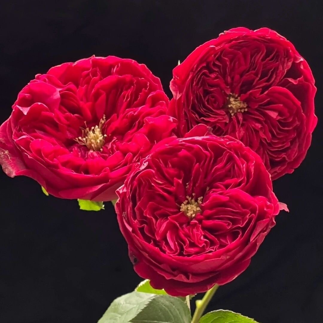 Cut Rose Tess. 苔丝 Free Priority Shipping. - Etsy
