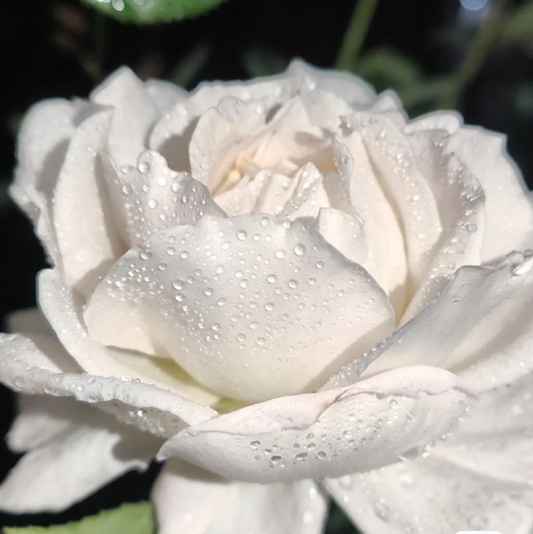 Le Bland. ル ブラン. 乐柏 Japanese Rose. Strong Fragrance. Continue - Etsy