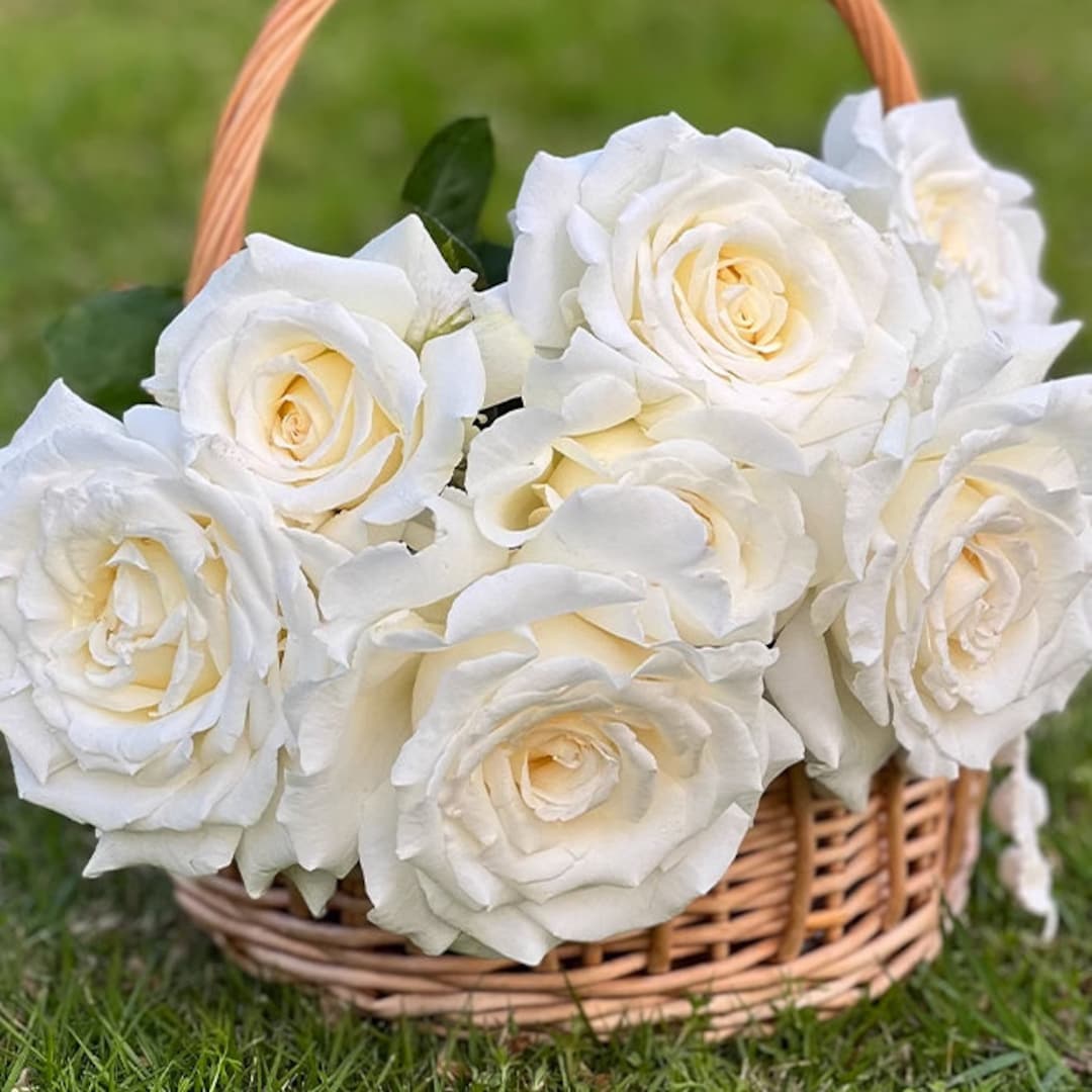 Rose Pope John Paul Ii，保罗二世jacsegra. Continue Blooming. Super Fragrance ...