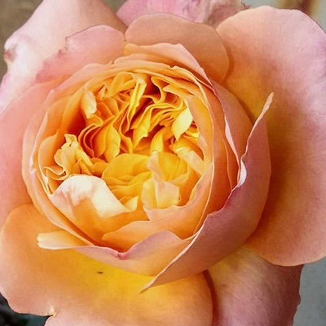 Beautiful Fragrance Cut Rose. Edits 伊迪斯. Free Priority Shipping ...