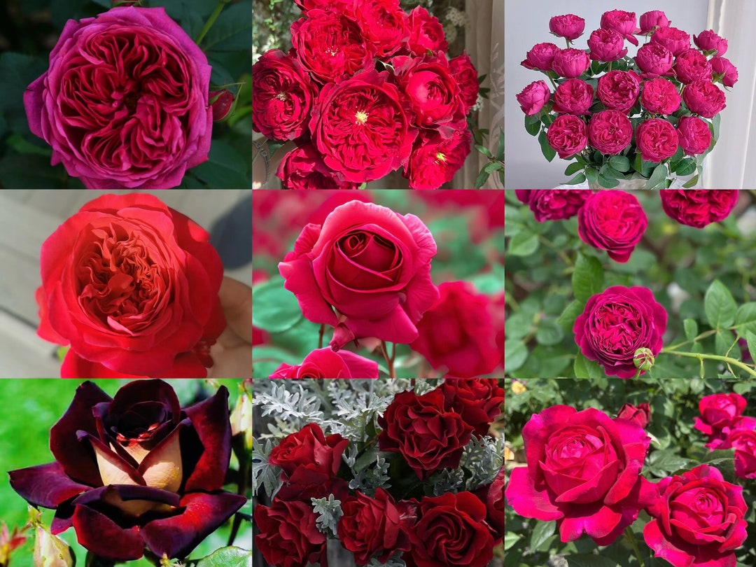 Mystery Red Rose Random Pick. Beautiful Cut Roses. - Etsy