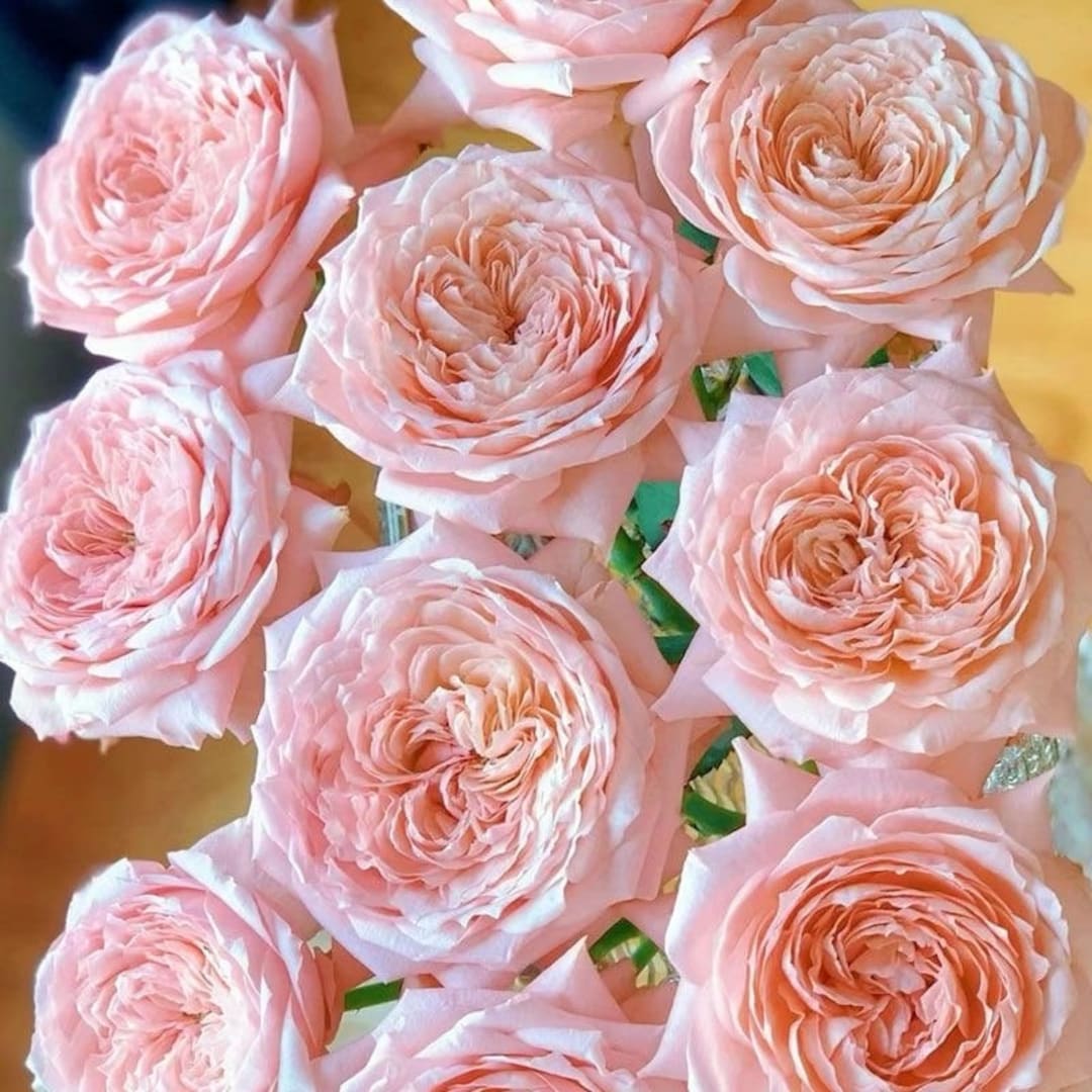 Julieta. 朱丽叶塔cut Rose. Continue Blooming. Own Root. Free Priority ...