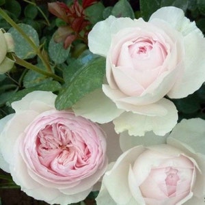Les Fraises 草莓奶昔 Japanese Rose. Cut Rose. Fragrance. 80-120cm. Disease ...