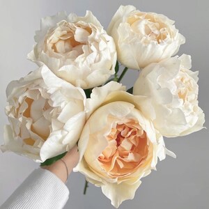 Yves Ivory Yves Piaget. 伊芙象牙伯爵 Own Root. Fragrance. Rare Rose. - Etsy