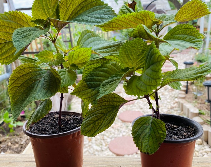 Organic Edible Perilla Plant. 紫苏 Beautiful Bushy Plant. Perfect Match ...