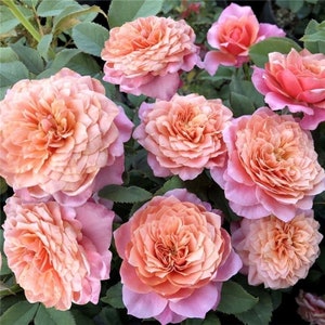 Miyabi 雅 Japanese Rose Cut Rose. Own Root. Continue Blooming. - Etsy