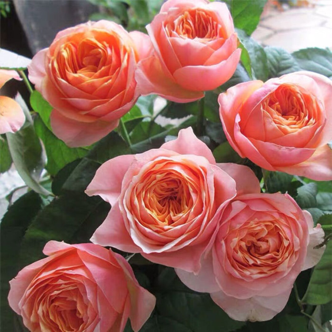 Rare Rose Vuvuzela 温柔珊瑚心 Own Root. Fragrance. - Etsy