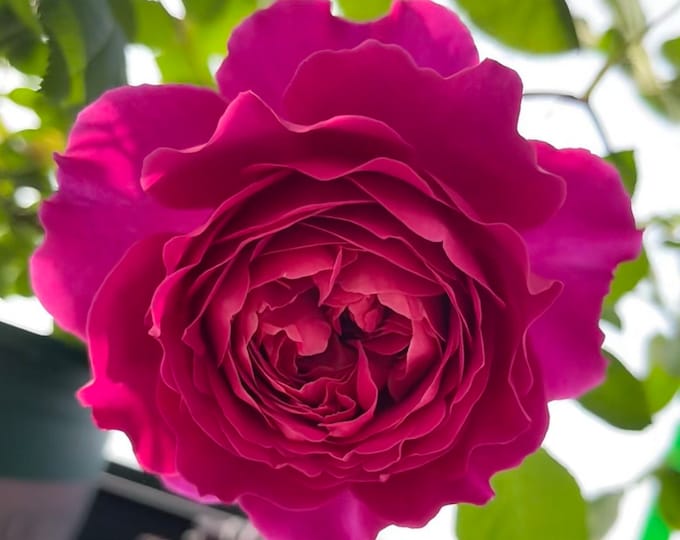 Rose Plum Pudding. 梅子布丁. Rare Rose. Japanese Rose. Continue Blooming ...