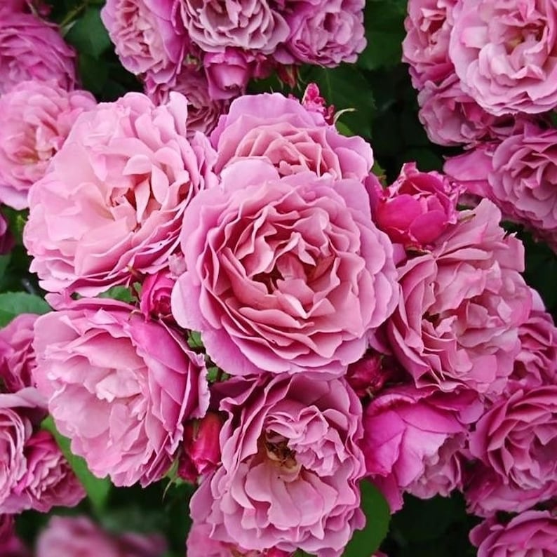 Aoi 葵 Japanese Rose. Flower Machine. Nonstop Blooming. Light Fragrance ...