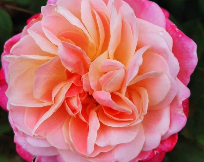 Dream Light. 梦光环 Japanese Rose. Continue Blooming Fragrance Rose. Own ...