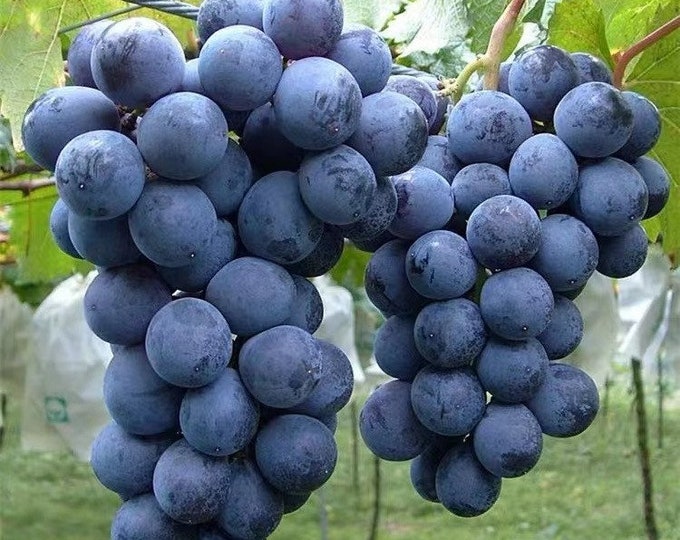 Purple Kyoto Grape Plant. Live Plant. 巨峰葡萄苗/きょほう. Kyohō Grapes Plant ...