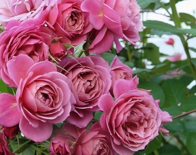 Aoi 葵 Japanese Rose. Flower Machine. Nonstop Blooming. Light Fragrance ...