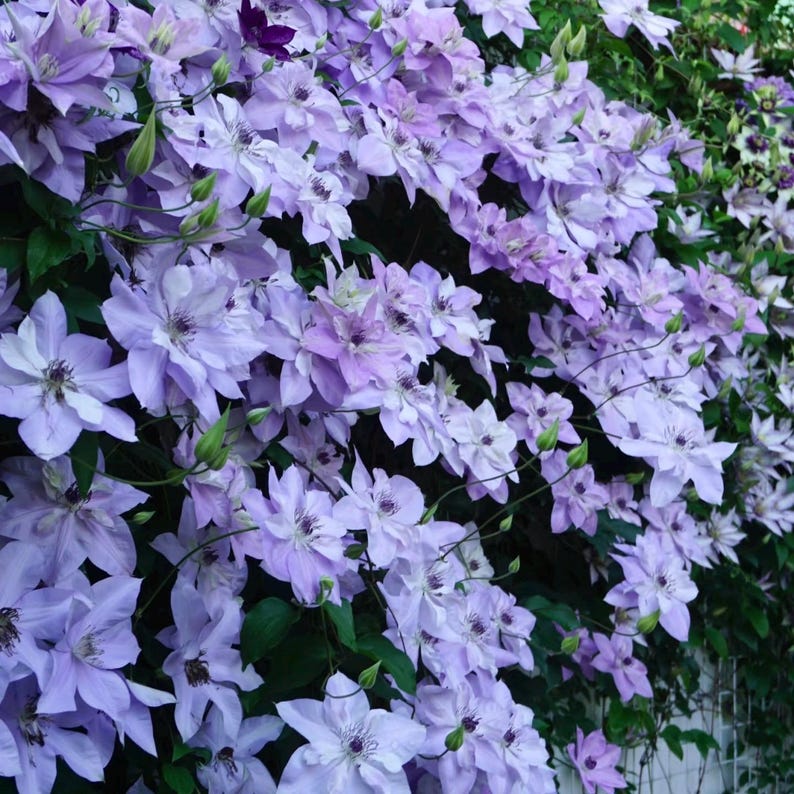 Clematis Reflection. - Etsy