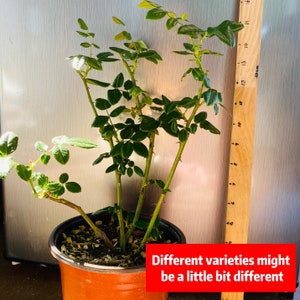 Lavender Flower Circus 薰衣草花环 Repeat Blooming Climbing Rose. - Etsy