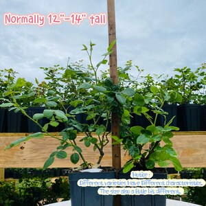 Rose Shalimar,シャリマー. 夏利玛木村卓工own Root. Continue Blooming. Disease ...