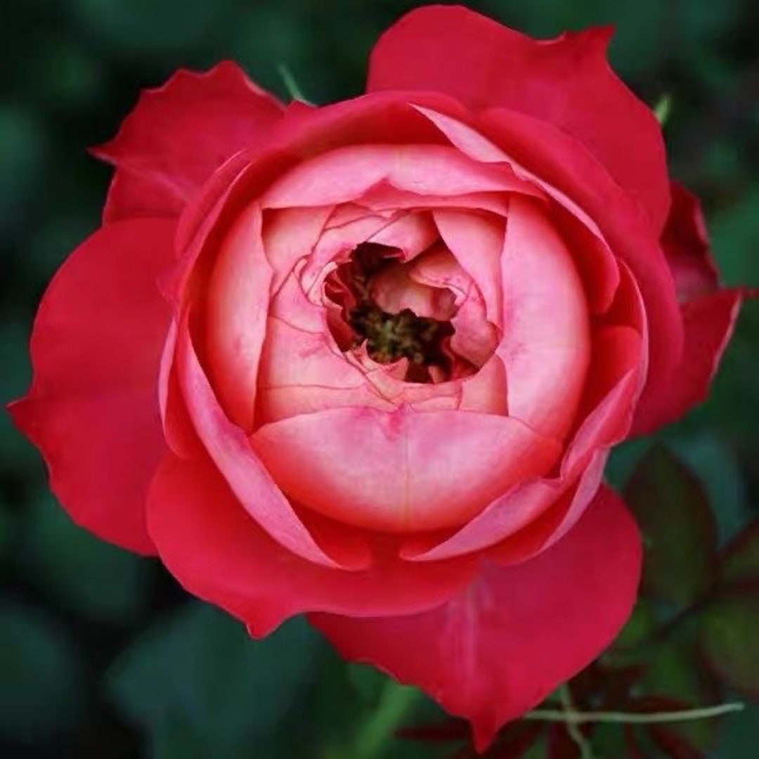 Rose Dominique Massa. 马萨德医生. Strong Fragrance. Continue Blooming ...