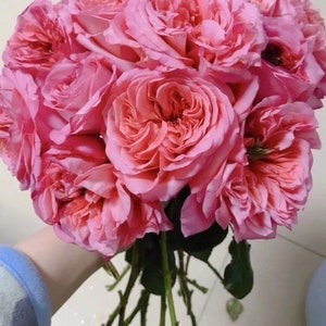 Rose London Eye. 伦敦眼. Rare Rose. Own Root. Cut Rose. Light Fragrance ...