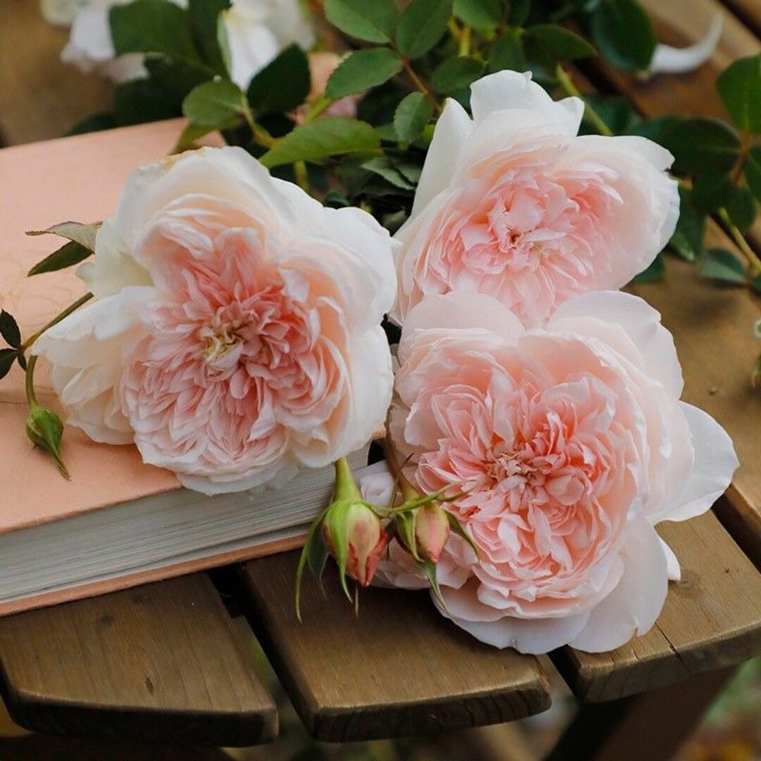 Rare Rose 家书 Jiashu 天狼月季 Continue Blooming. Heat Resistance. Fragrance. - Etsy