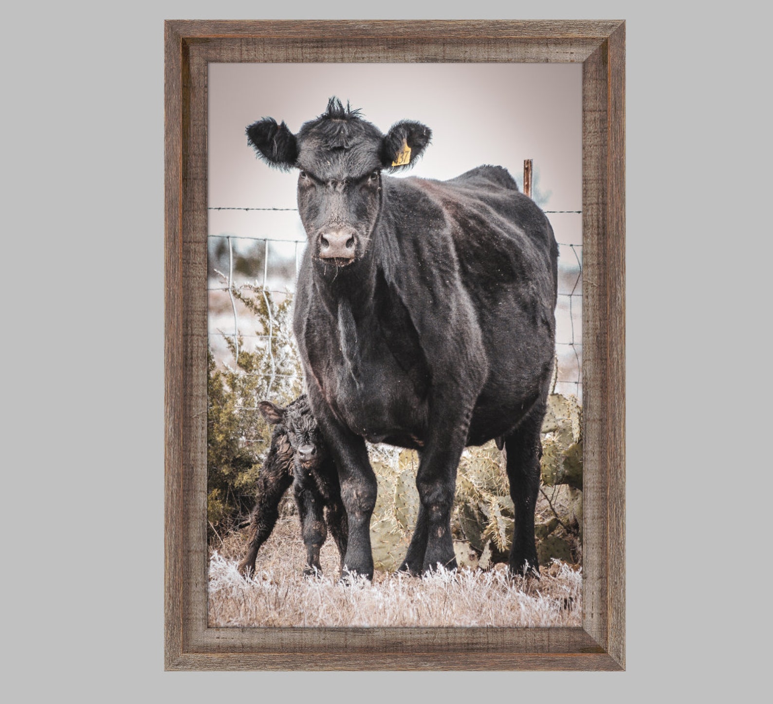 Cow and Calf Western Art Print Cattle Art for Home Decor - Etsy