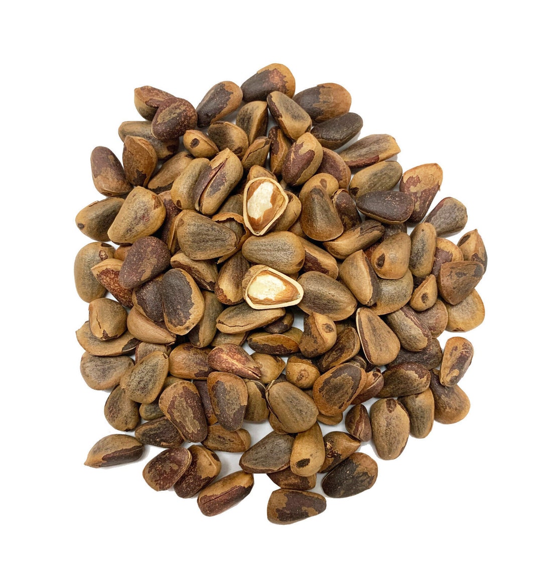 Baked Cedar Pine Nuts Pinenuts With Shell Human Grade Great for Bird ...